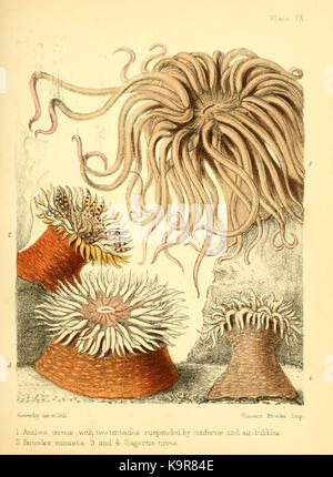 . Popular history of the aquarium of marine and fresh-water animals and ...