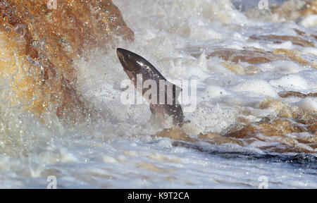 A salmon makes its way upstream on the River Tyne in Hexham, as tens of ...
