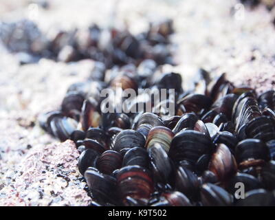 Sea muscles on rocks Stock Photo - Alamy