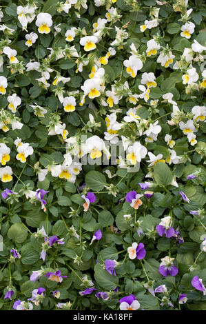 Flowers, White Violas (Violaceae) in pots for sale at garden centre 80p ...