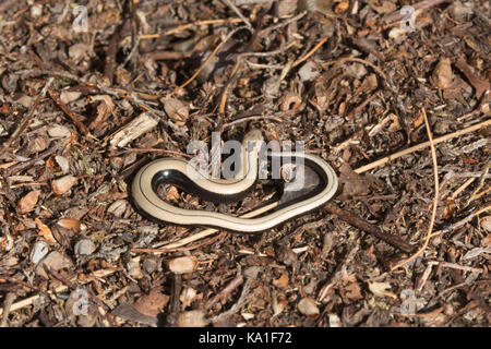 Juvenile slow worm (Anguis fragilis) in Berkshire, England Stock Photo ...