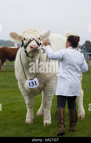 charolais cow in a country show Stock Photo - Alamy
