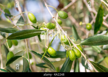 Olive tree, branch with fruits, close-up Stock Photo - Alamy