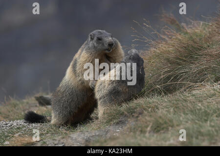 Groundhog fight, Murmeltier Kampf Stock Photo - Alamy