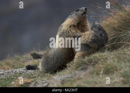 Groundhog fight, Murmeltier Kampf Stock Photo - Alamy