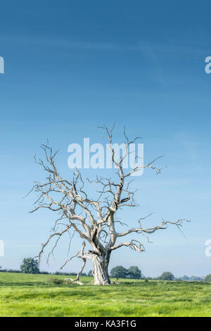 A dead, lightning-struck tree in the grounds of Featherstone Castle ...