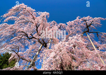 Taki cherry tree of Miharu Stock Photo - Alamy