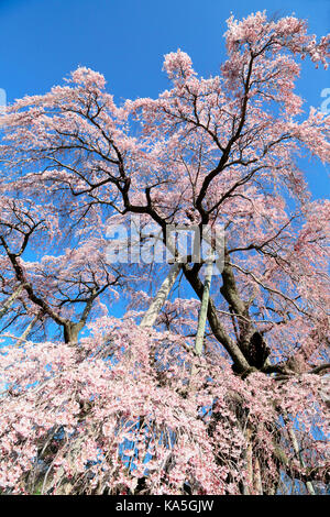 Taki cherry tree of Miharu Stock Photo - Alamy