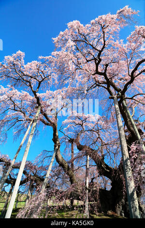 Taki cherry tree of Miharu Stock Photo - Alamy