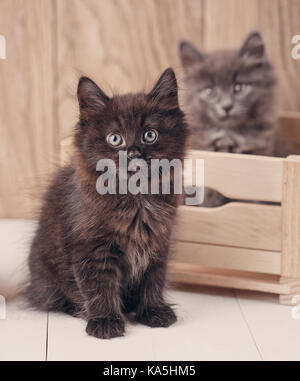 Portrait of adorable gray kitten. Portrait of gray beautiful cat Stock ...