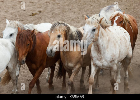 wild mongolian horses running in a steppe Stock Photo - Alamy