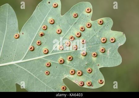 Oak Silk Button Spangle Galls home to the Gall wasp Neuroterus ...