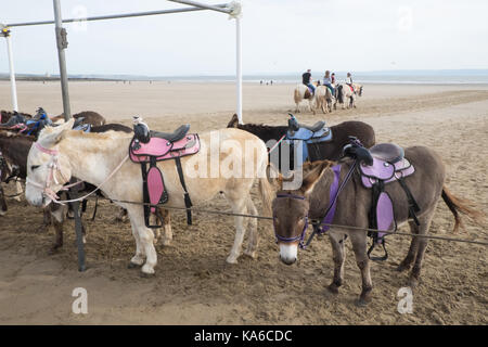 beach donkeys sandy bay porthcawl south wales uk Stock Photo - Alamy