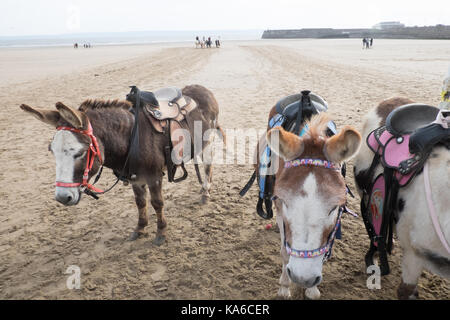beach donkeys sandy bay porthcawl south wales uk Stock Photo - Alamy