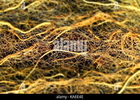 root brain or root System with algae, root Network, root mass, radicle ...