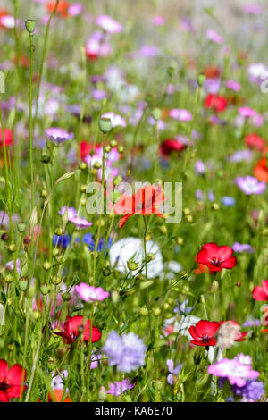 Wild flower meadow flower seed mix growing in a flower bed Stock Photo ...