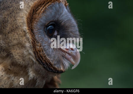 Ashy-faced Owl head close up on dark background Stock Photo - Alamy