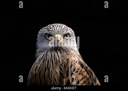 Red Kite close up head shot on dark background Stock Photo - Alamy