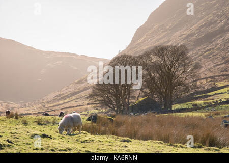 Lake district Thirlmere valley with barn winters morning Wythburn fells ...