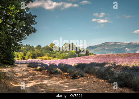 Lavender field against the blue sky in Provence Stock Photo - Alamy