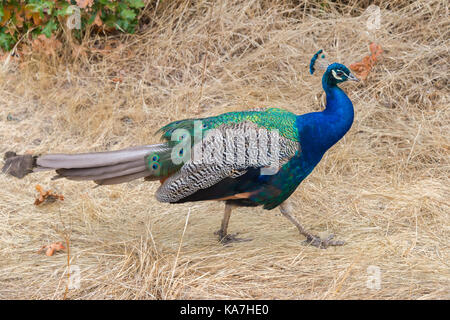 A male peacock in Beacon Hill Park in Victoria, British Columbia ...
