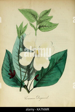 American, medicinal, plants, New York, Boericke & Tafel, c1887, botany ...