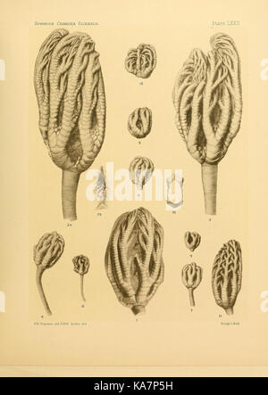 A scientific study of the flexible crinoids, a group of marine animals ...