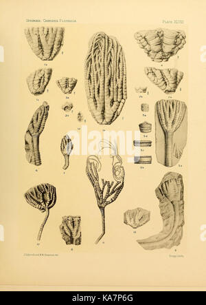 The Crinoidea flexibilia: A study of the flexible crinoids, a group of ...