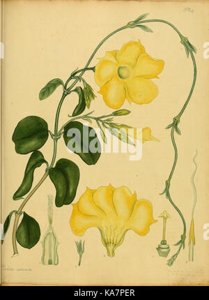 The botanist's repository, for new and rare plants (Pl. 151 ...