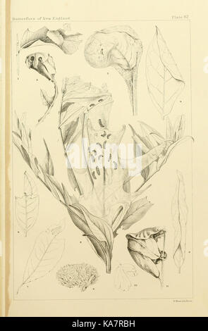 A comprehensive guide to the butterflies of Eastern United States and ...
