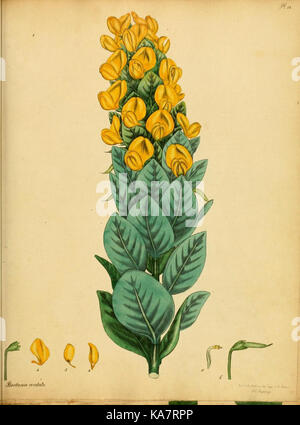 The botanist's repository, for new and rare plants (Pl. 137 ...