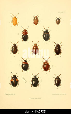 This image depicts a beetle, focusing on its anatomy and ...