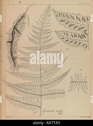 The ferns of British India, showcasing fern species from the region ...