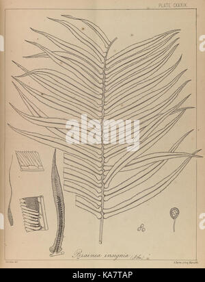 The ferns of British India, Plate CXXXIX, showcasing detailed ...