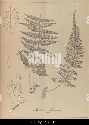 The ferns of British India, a botanical illustration showcasing the ...