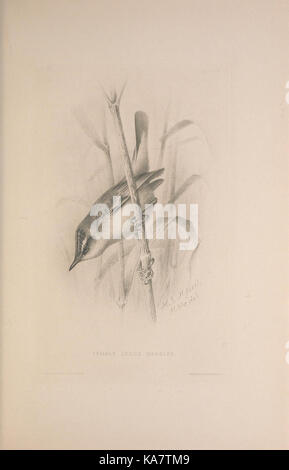 A detailed ornithological study of British warblers, focusing on their ...
