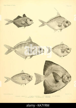 This illustration depicts marine fishes from India, the Bay of Bengal ...