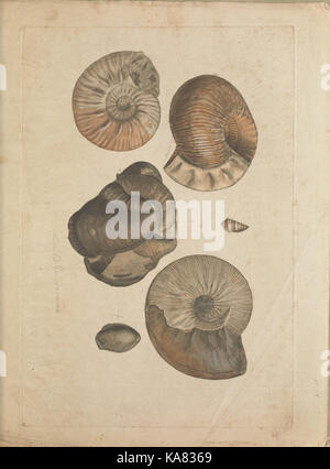 The study of geological strata identified by organized fossils helps in ...