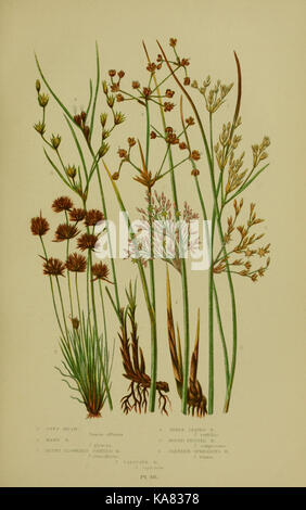 The flowering plants, grasses, sedges, and ferns of Great Britain (Pl ...