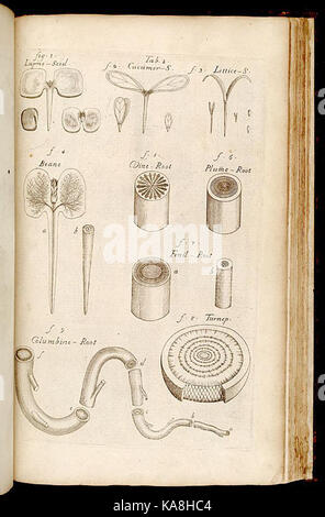 This illustration from 'The Anatomy of Plants' shows a detailed study ...