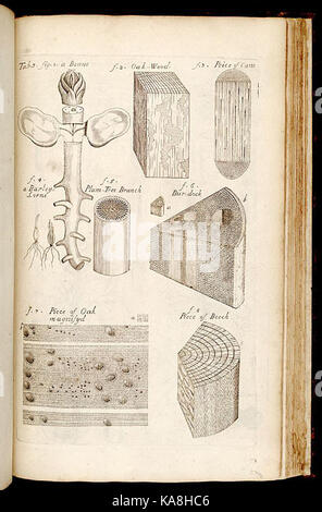 The anatomy of plants (Tab. 2 Stock Photo - Alamy