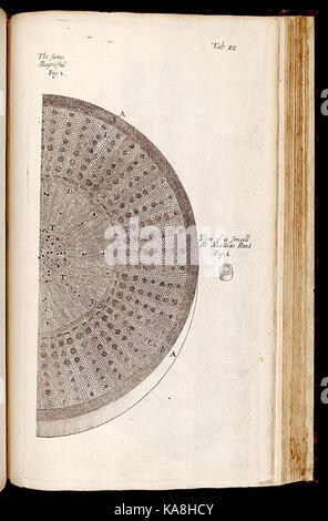 The anatomy of plants (Tab. 12 Stock Photo - Alamy
