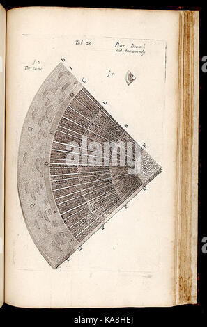 The anatomy of plants (Tab. 26 Stock Photo - Alamy