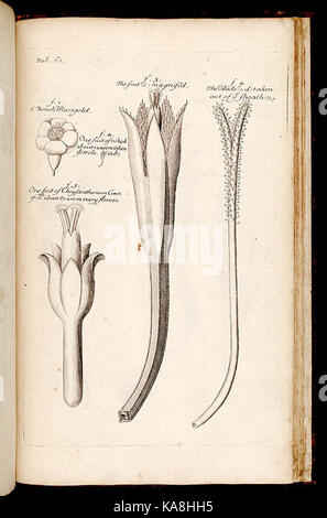An illustration from a botanical text, showing fruit dots (sori) on a ...