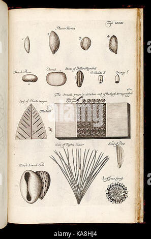 The anatomy of plants (Tab. 72 Stock Photo - Alamy