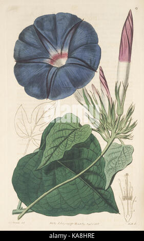 The Botanical register (Plate 39 Stock Photo - Alamy