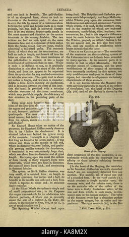 This illustration from 'The Cyclopaedia of Anatomy and Physiology ...