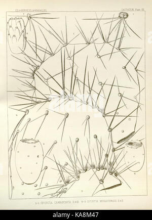 This botanical work, created by George Engelmann and collected for ...