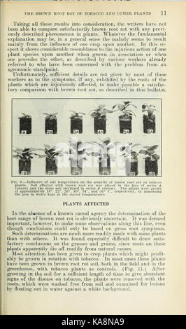 The brown root rot of tobacco and other plants (Page 12) BHL41882477 ...