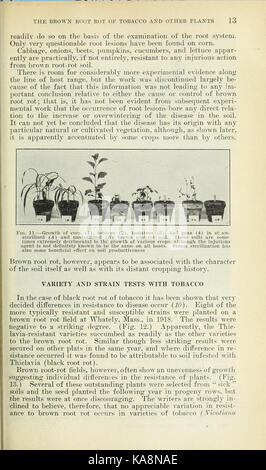 The brown root rot of tobacco and other plants (Page 12) BHL41882477 ...
